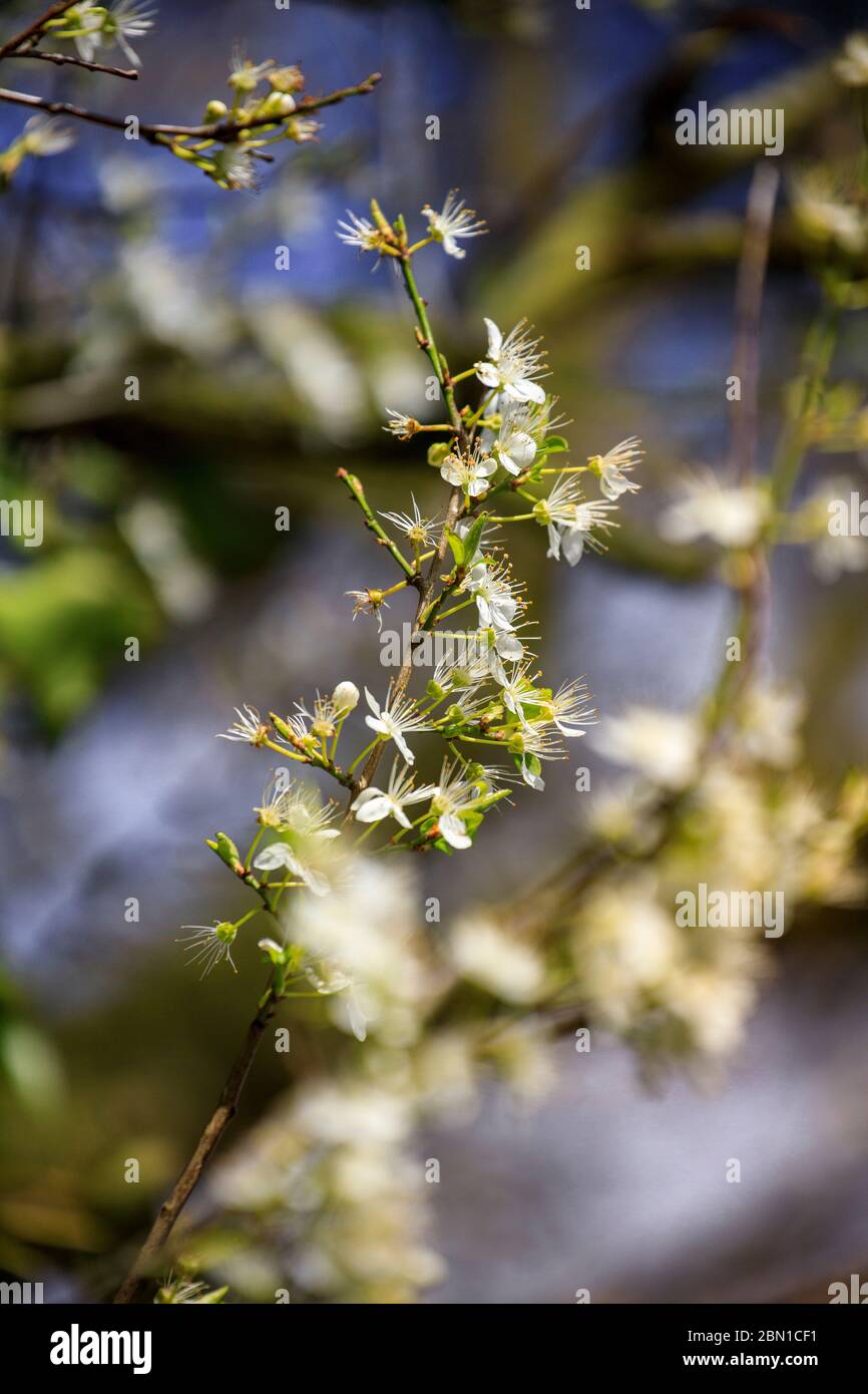 White cream shrub garden spring hi-res stock photography and images - Alamy