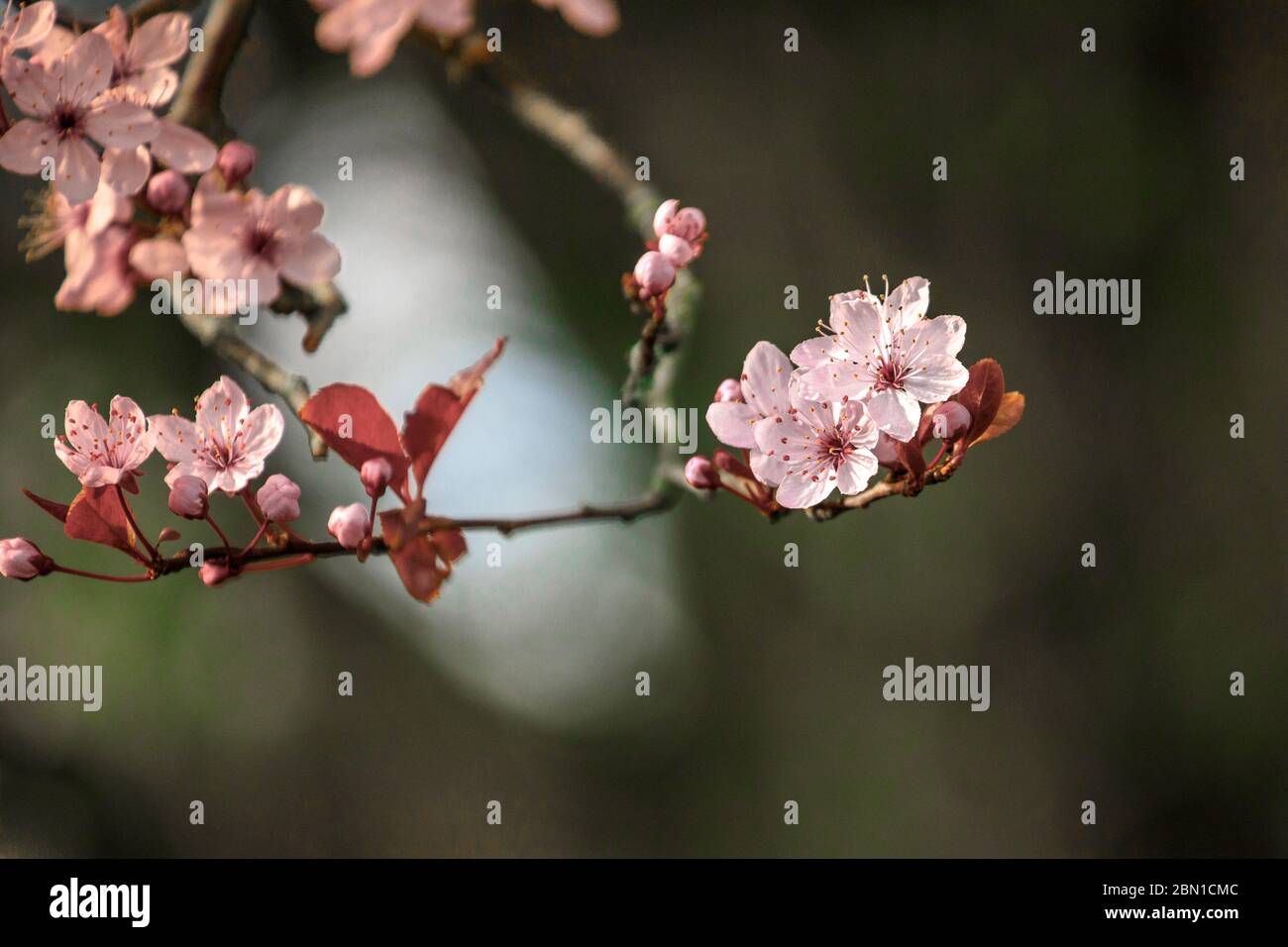 Pink spring blooms hi-res stock photography and images - Alamy