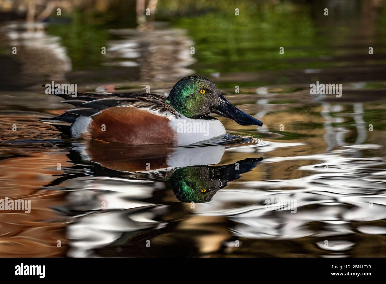 Duck swimming water ripples hi-res stock photography and images - Alamy