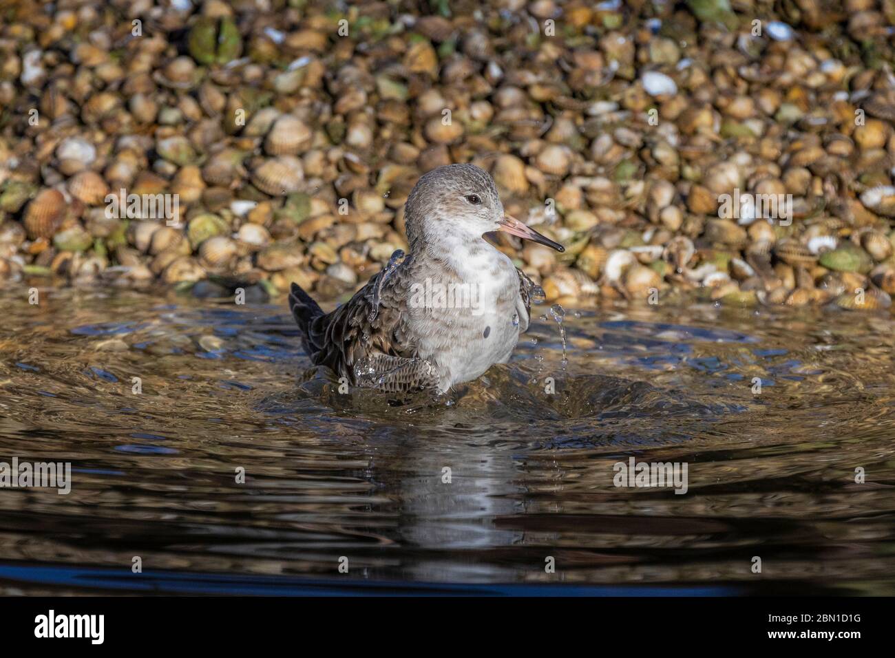 ruff in water Stock Photo - Alamy