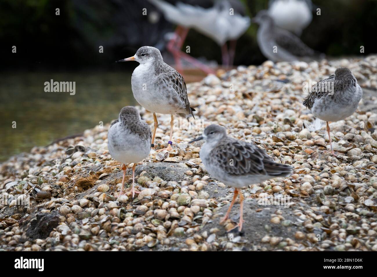 Bird standing on shells hi-res stock photography and images - Alamy