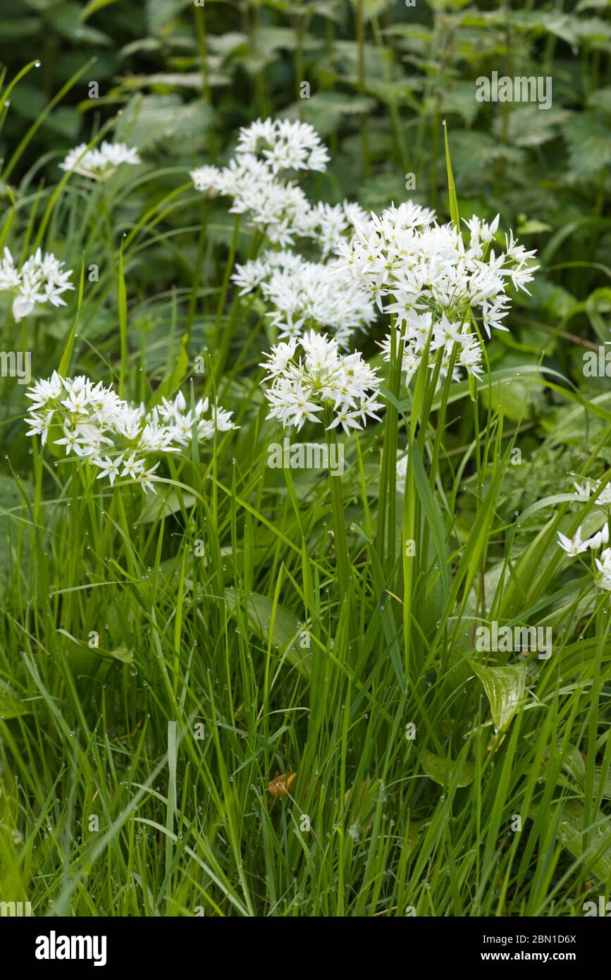 Allium ursinum, wild garlic growing in the countryside Stock Photo - Alamy