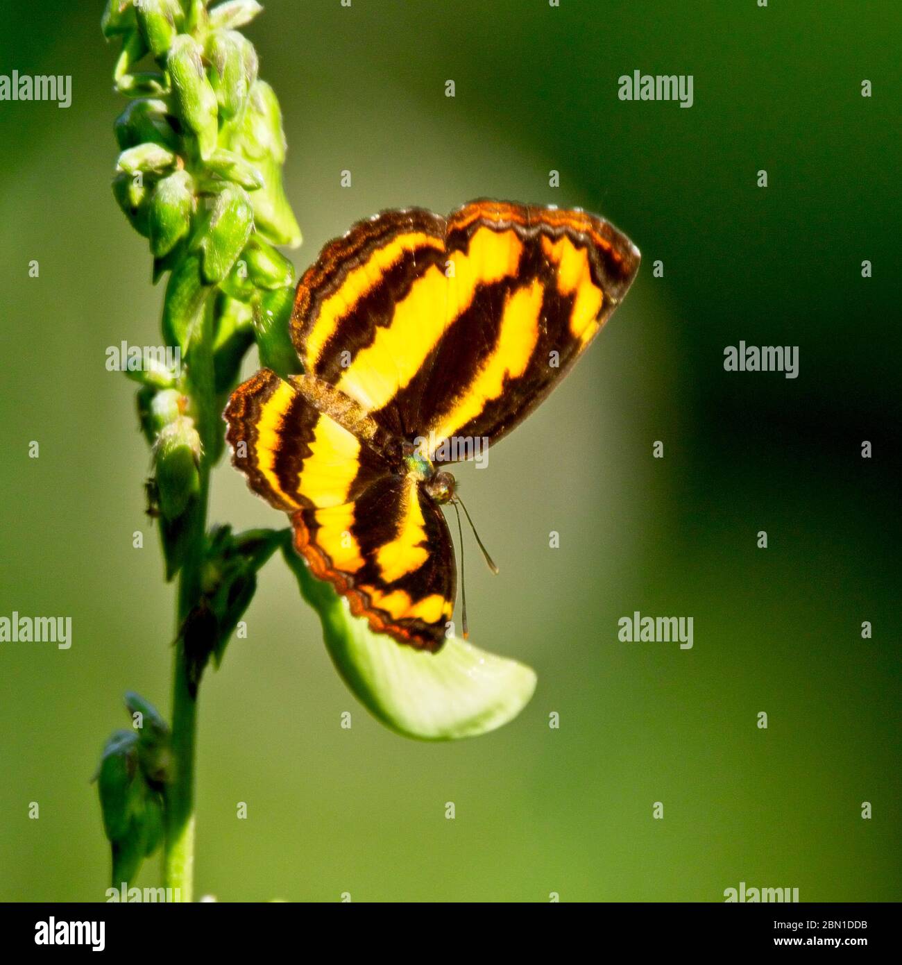 Common lascar butterfly hi-res stock photography and images - Alamy