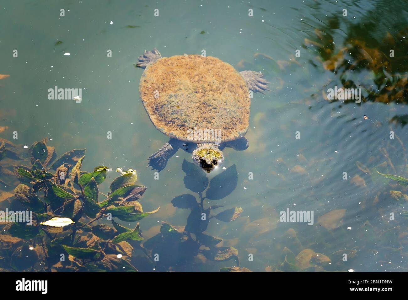 A small freshwater turtle covered in algae swimming in murky water ...