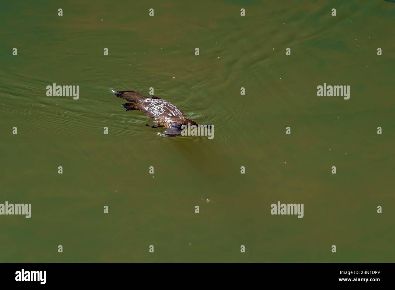Platypus egg hi-res stock photography and images - Alamy