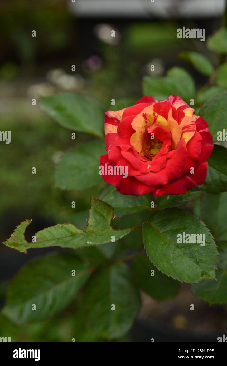 Opening red rose flower hi-res stock photography and images - Alamy