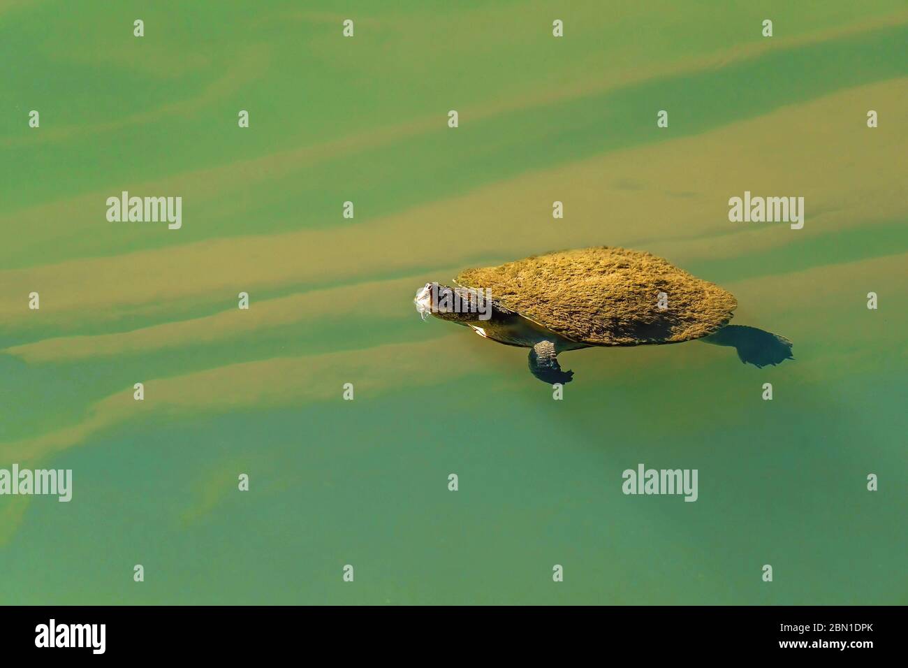 A small freshwater turtle covered in algae swimming in murky water ...