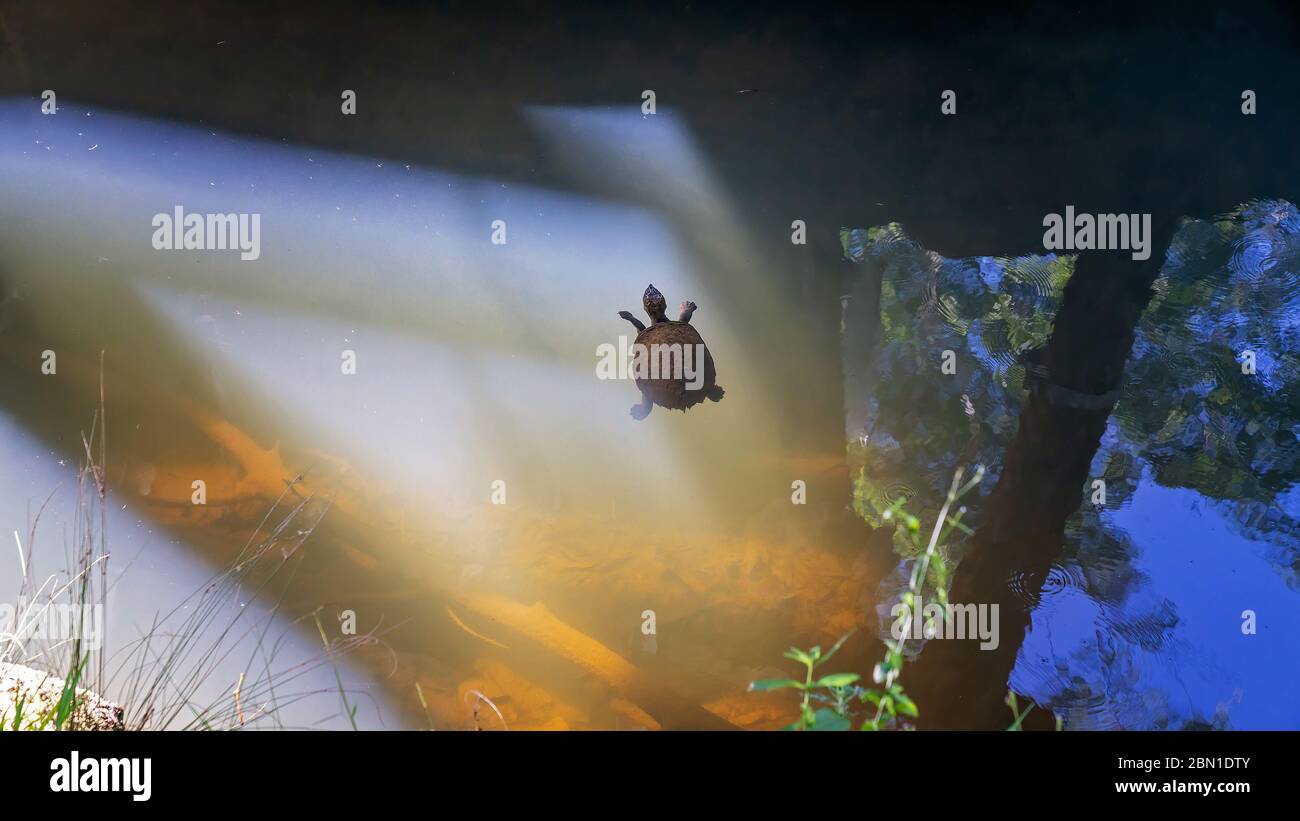 Freshwater fresh water amphibious hi-res stock photography and images ...