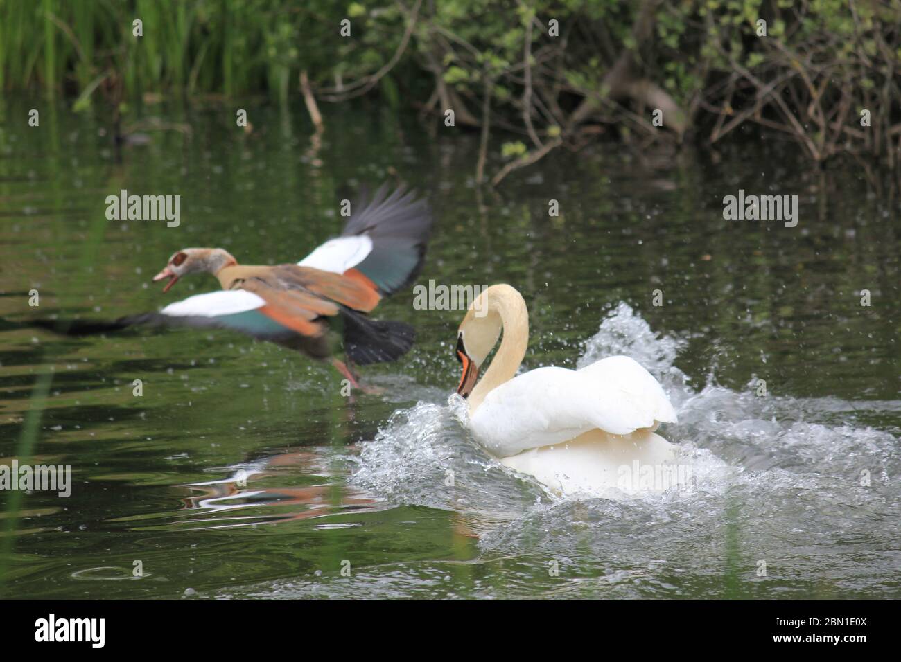Egyptian geese in the Netherlands Stock Photo - Alamy