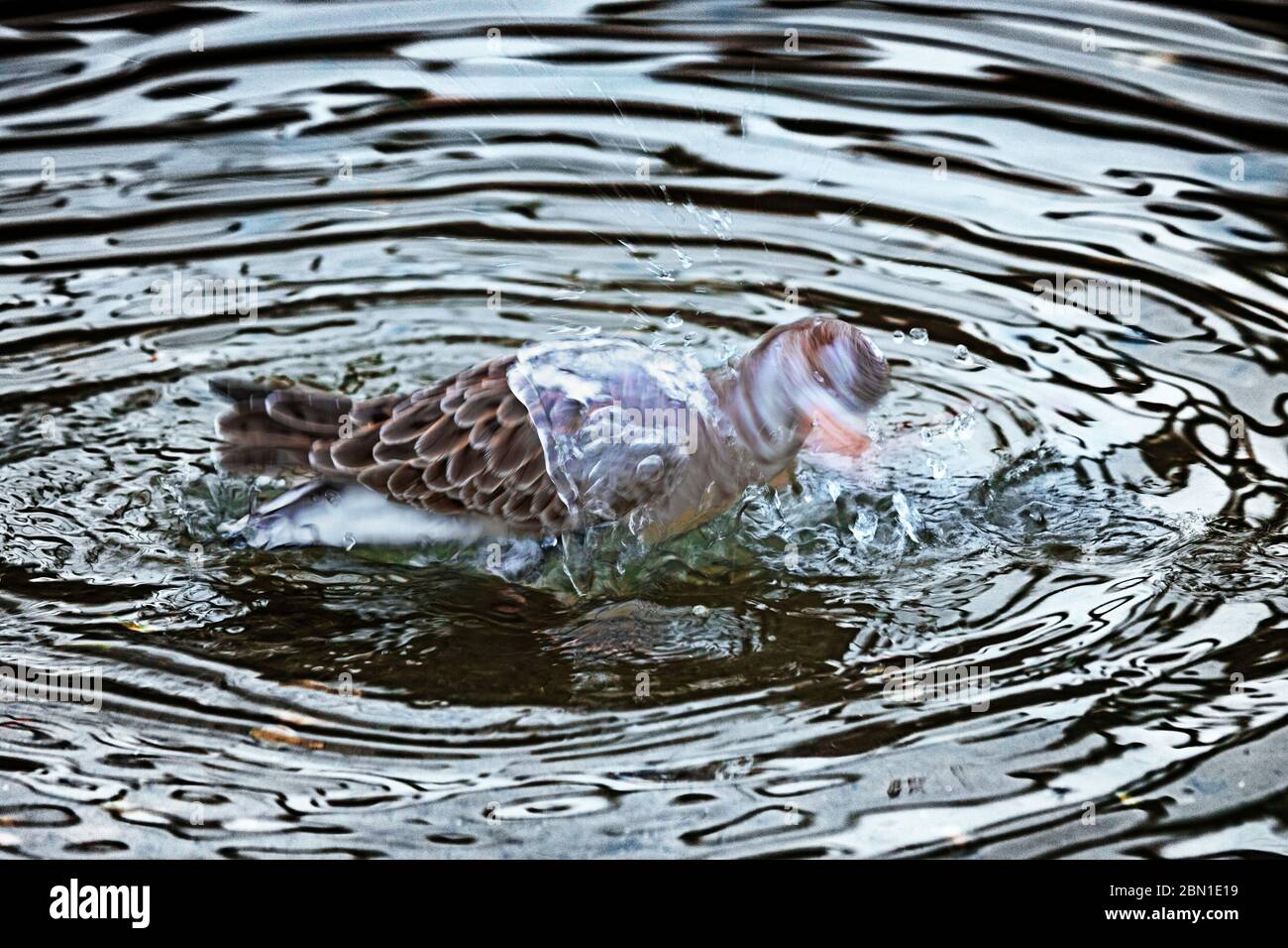 ruff at water edge Stock Photo - Alamy