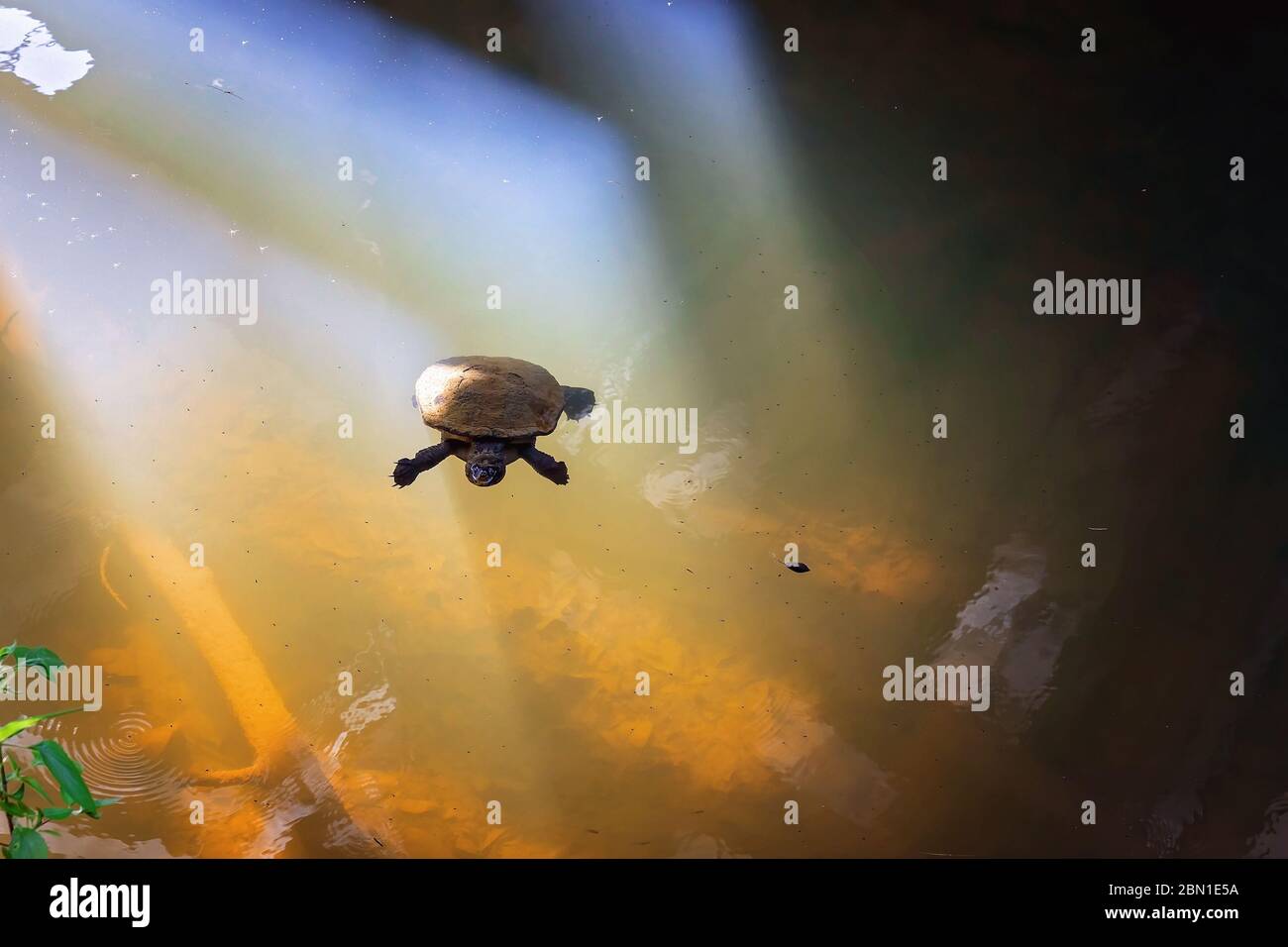 A small freshwater turtle covered in algae swimming in murky water ...