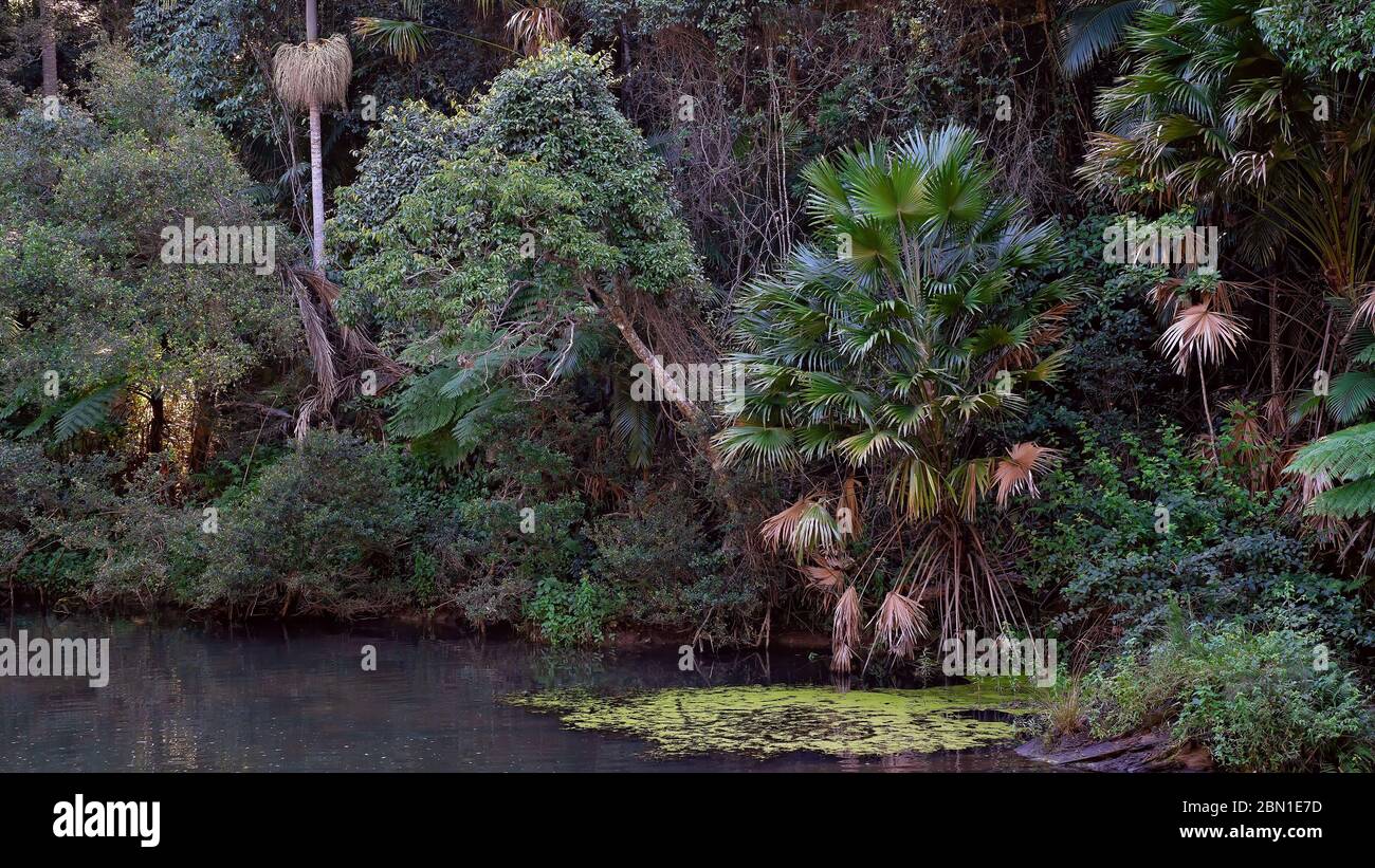 Ferns and plants on a creek bank in native bushland in a tropical ...