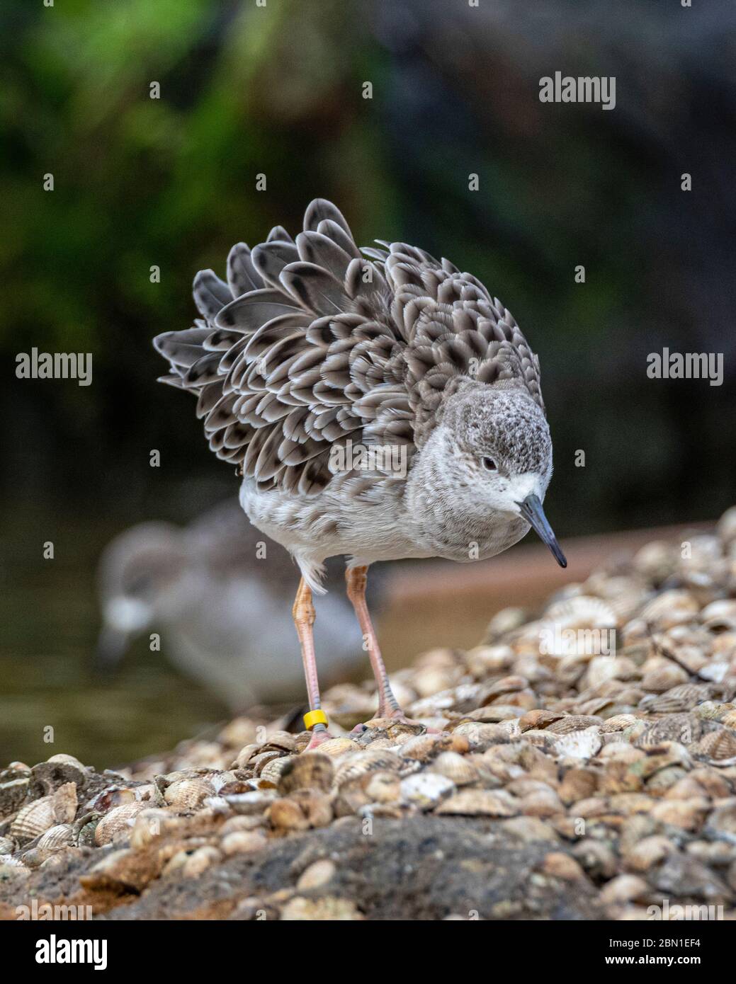 Ruff High Resolution Stock Photography and Images - Alamy