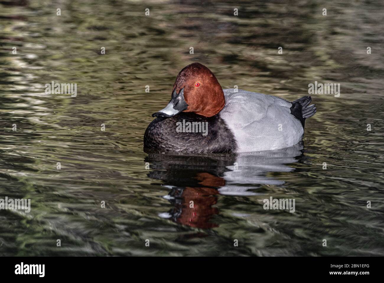 Common wild duck hi-res stock photography and images - Alamy