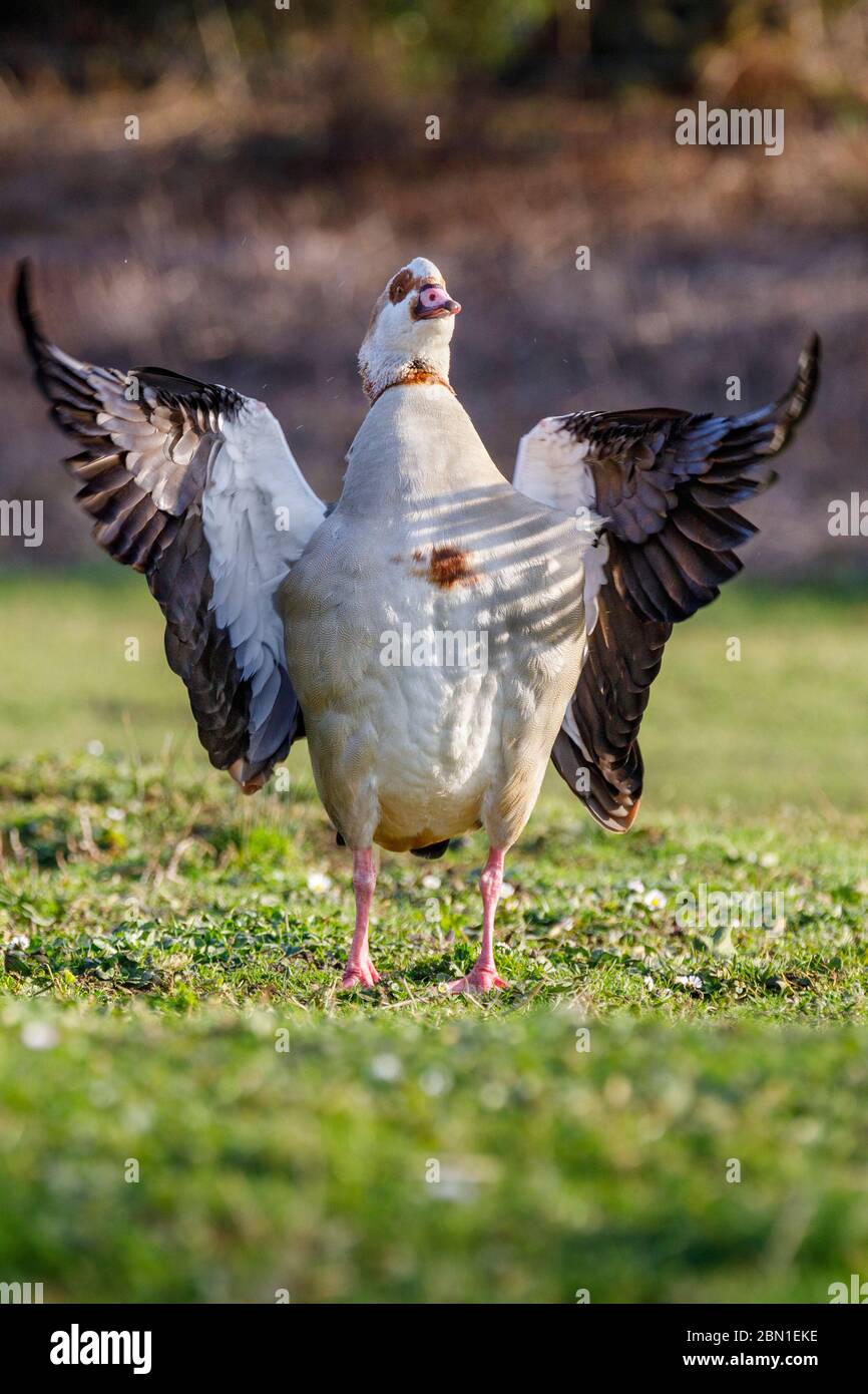 Egyptian goose with wings up Stock Photo - Alamy