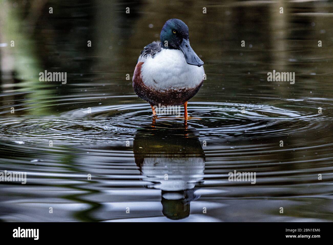 Canvasback duck swimming hi-res stock photography and images - Alamy