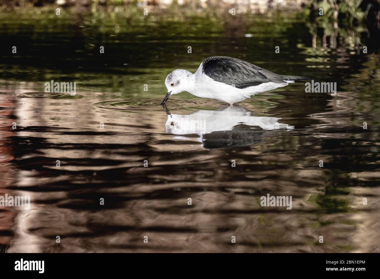 stilt bird on water Stock Photo - Alamy