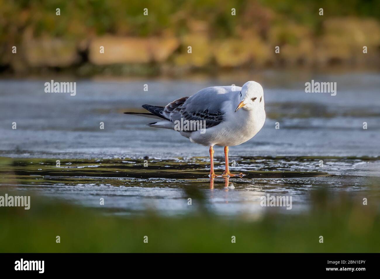 Seagull standing on frozen hi-res stock photography and images - Alamy