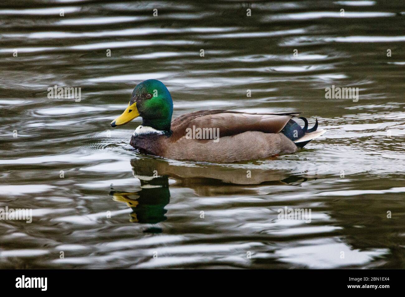 mallard duck on lake Stock Photo - Alamy