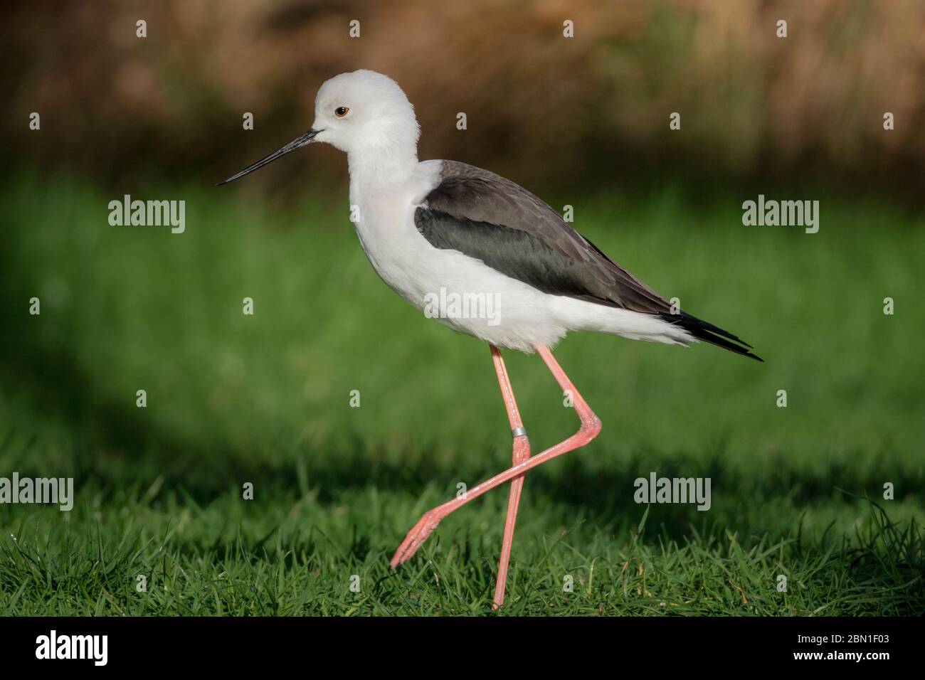 Black-winged stilt bird on land Stock Photo - Alamy