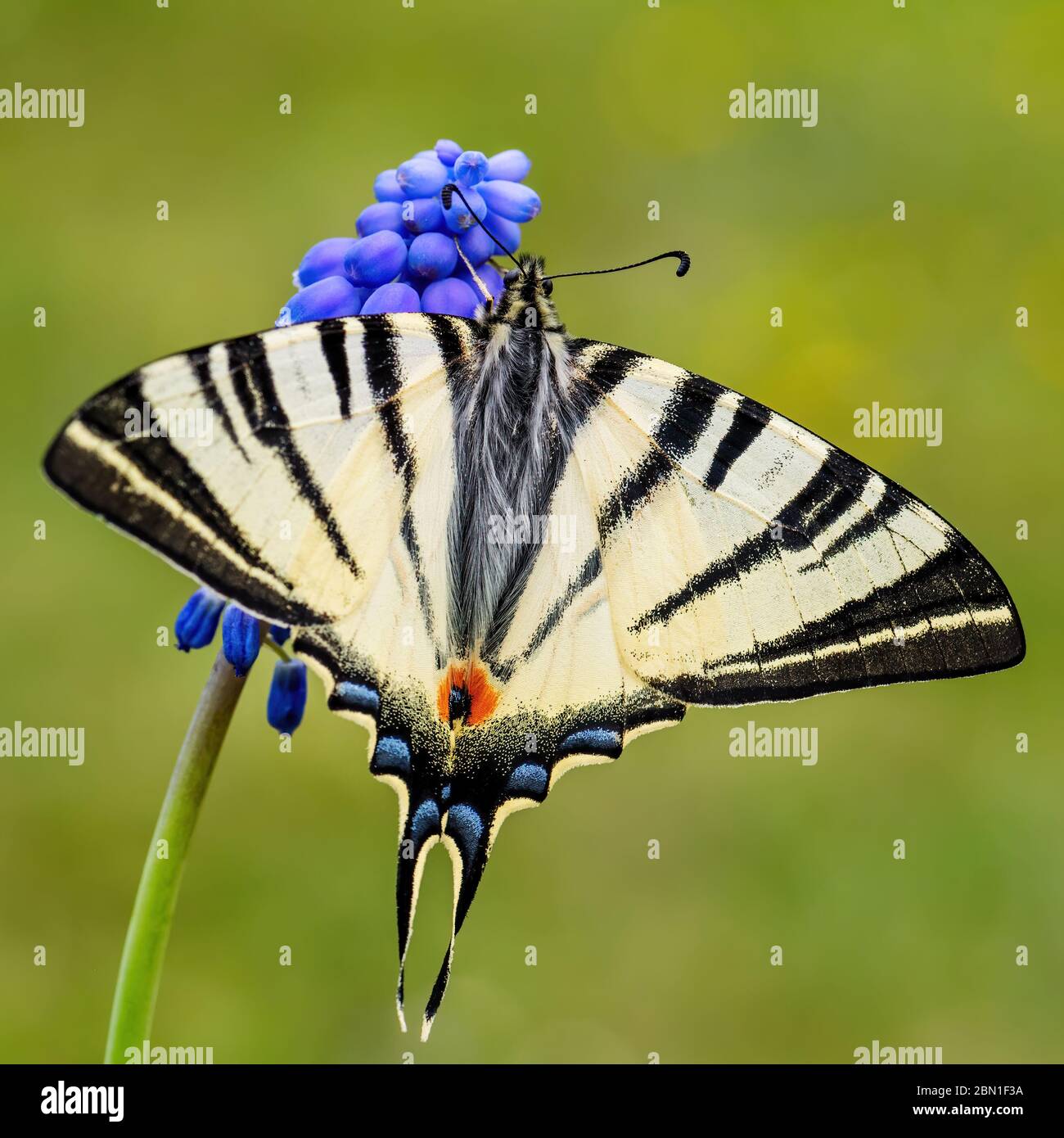Butterfly Iphiclides Podalirius Swallowtail High Resolution Stock ...