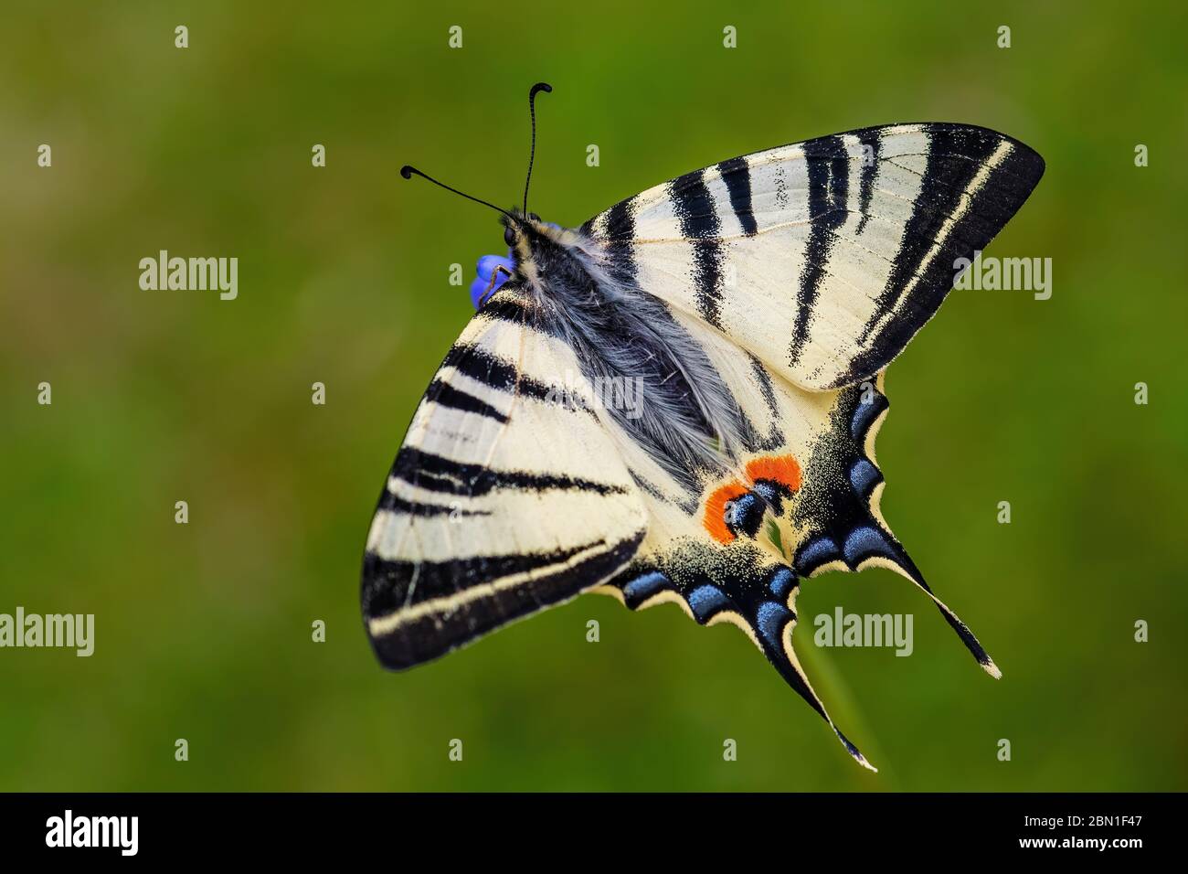 Butterfly Iphiclides Podalirius Swallowtail High Resolution Stock ...