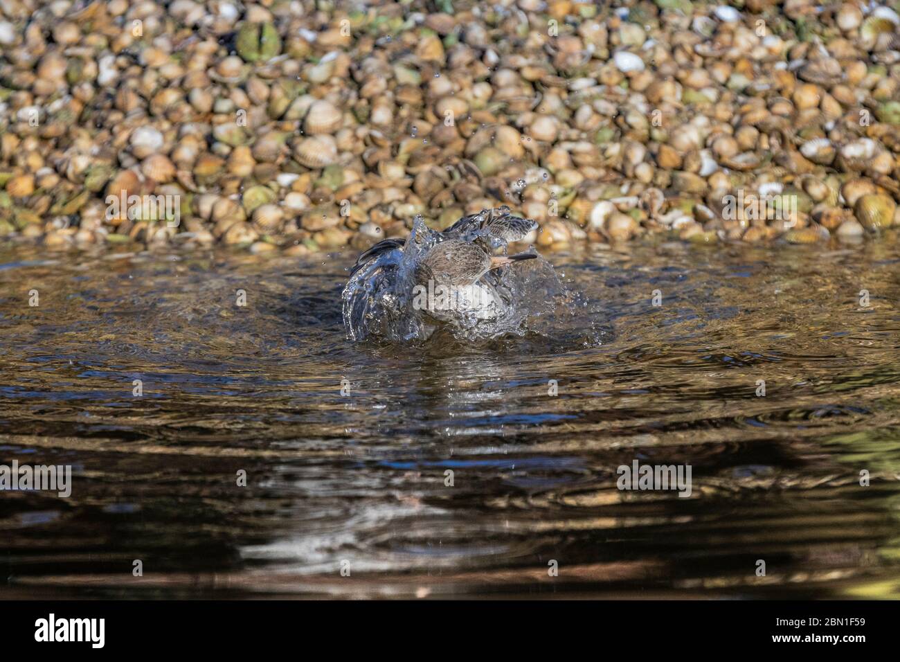 ruff splashing in water Stock Photo - Alamy