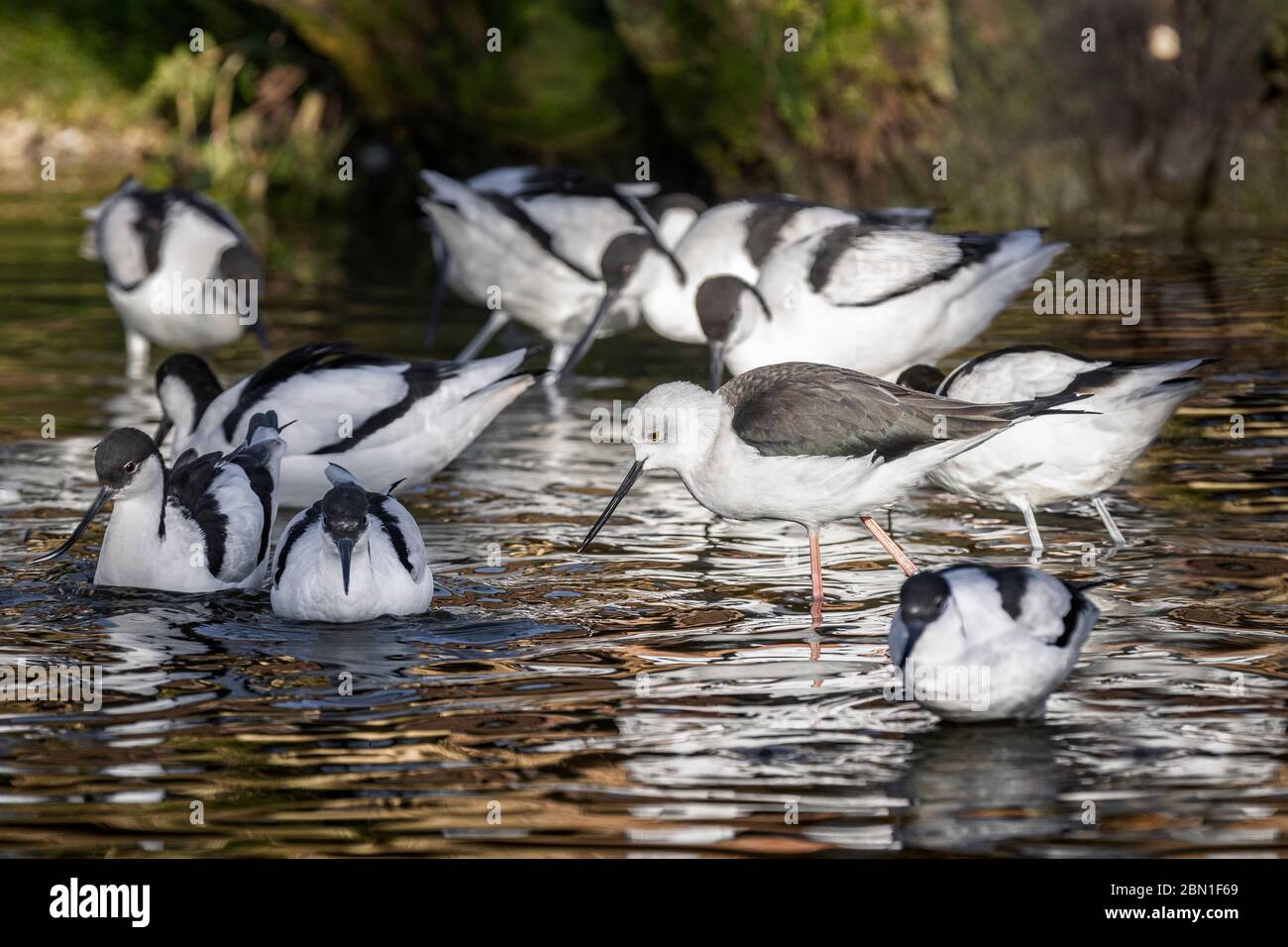 group of stilt bird on water Stock Photo - Alamy