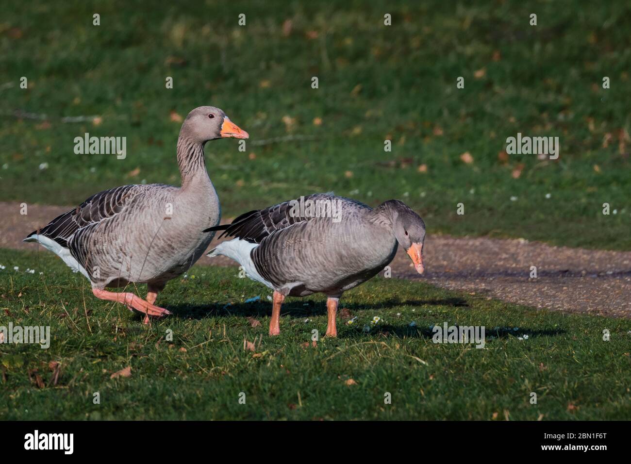 Greylag goose leg hi-res stock photography and images - Alamy
