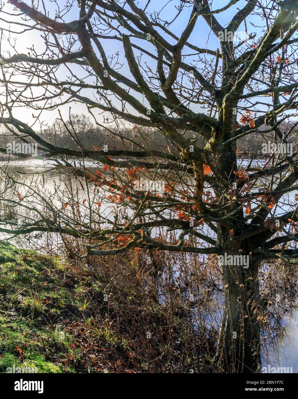 Tree across the water hi-res stock photography and images - Alamy