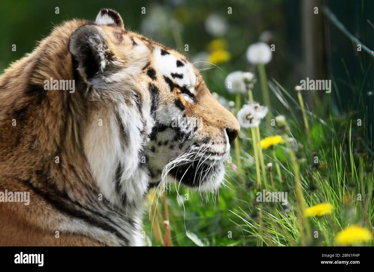 A male amur tiger named Khan at Tayto Park - Theme Park and Zoo in Co ...