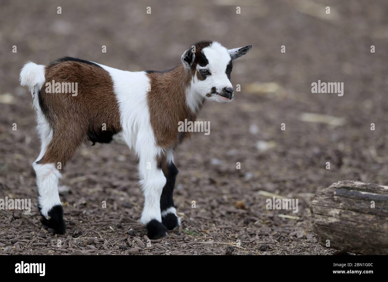 A two week old African pygmy goat at Tayto Park - Theme Park and Zoo in ...
