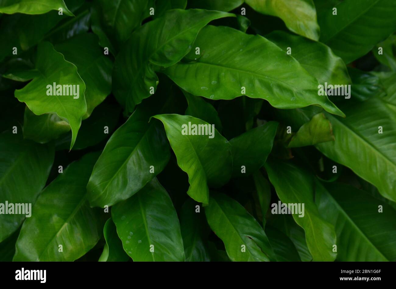 Fresh Green leaf texture. Leaf texture background in the forest Stock ...