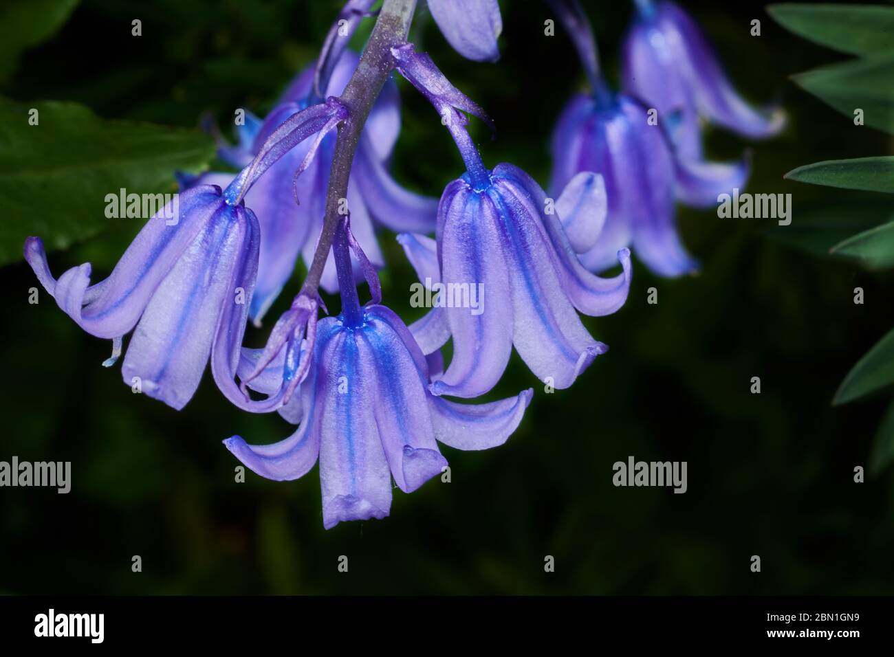Bell shaped flowers of the bluebell plant Stock Photo - Alamy