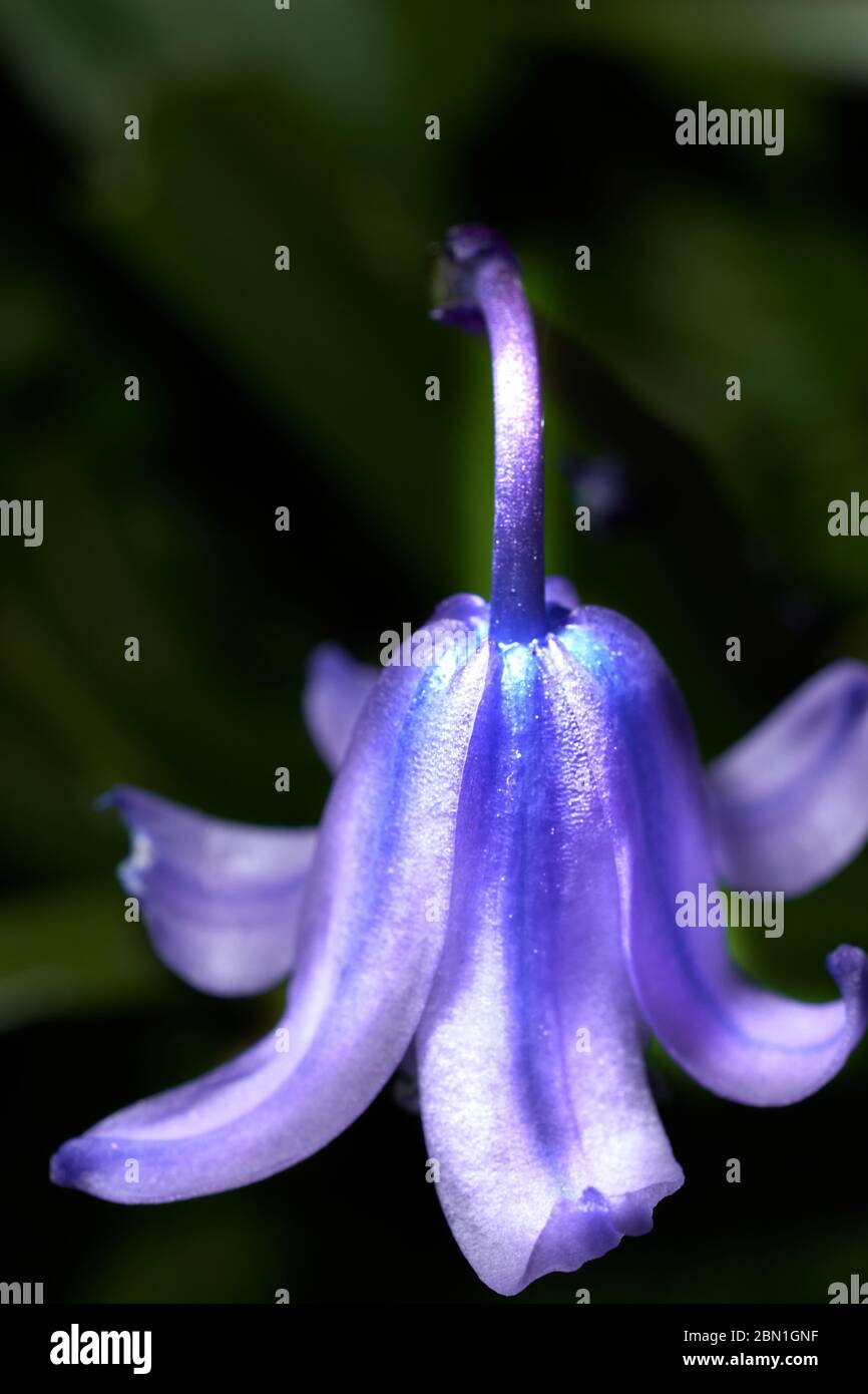 A sole distinctive bell shaped flower of the bluebell plant Stock Photo ...