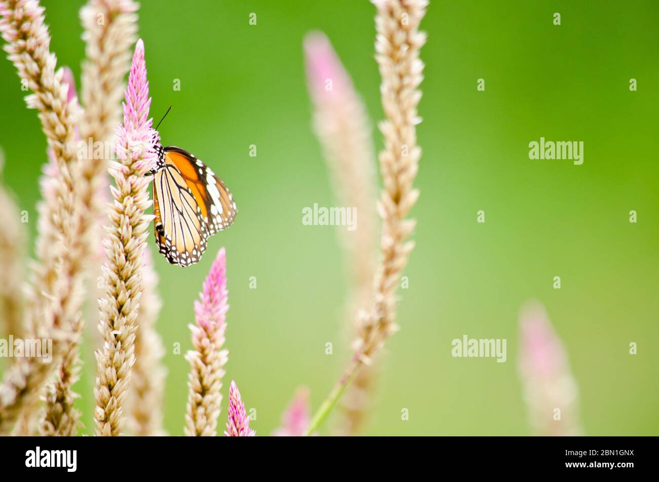 monarch butterfly is a milkweed butterfly in the family Nymphalidae and ...