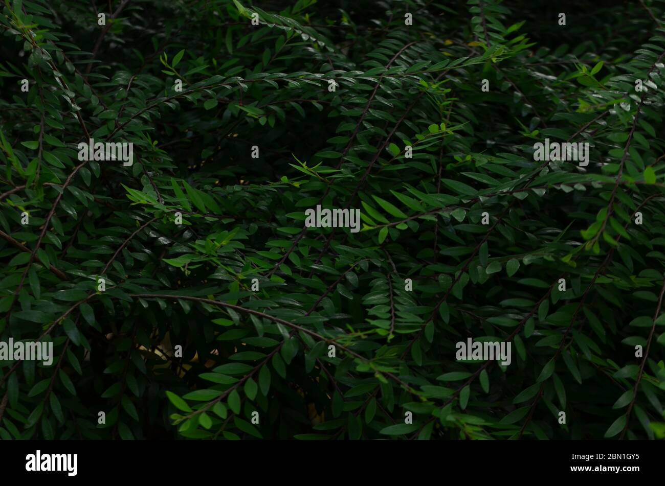 Fresh Green leaf texture. Leaf texture background in the forest Stock ...