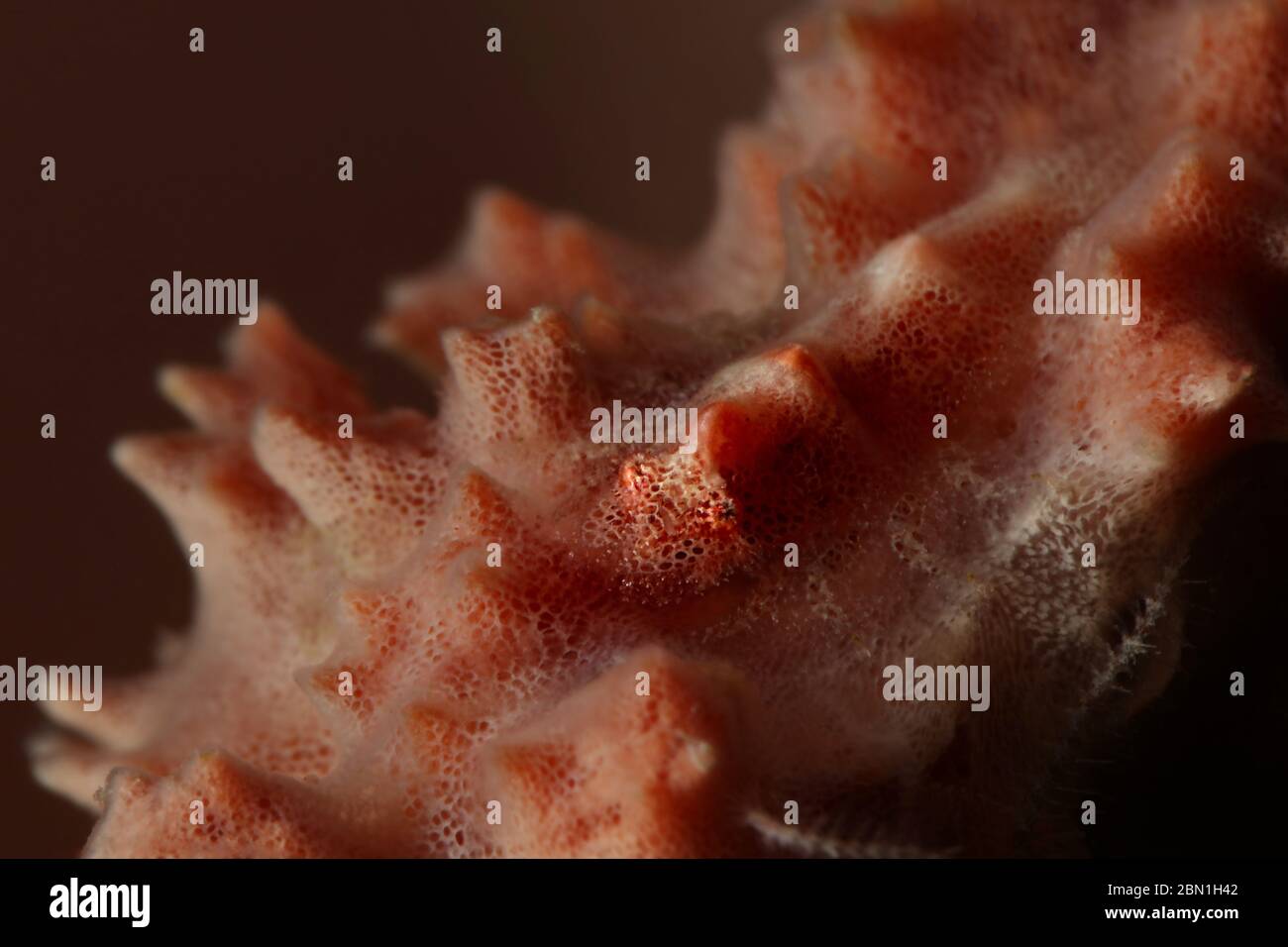 Master of camouflage. Cryptic Sponge Shrimp (Gelastocaris paronae ...