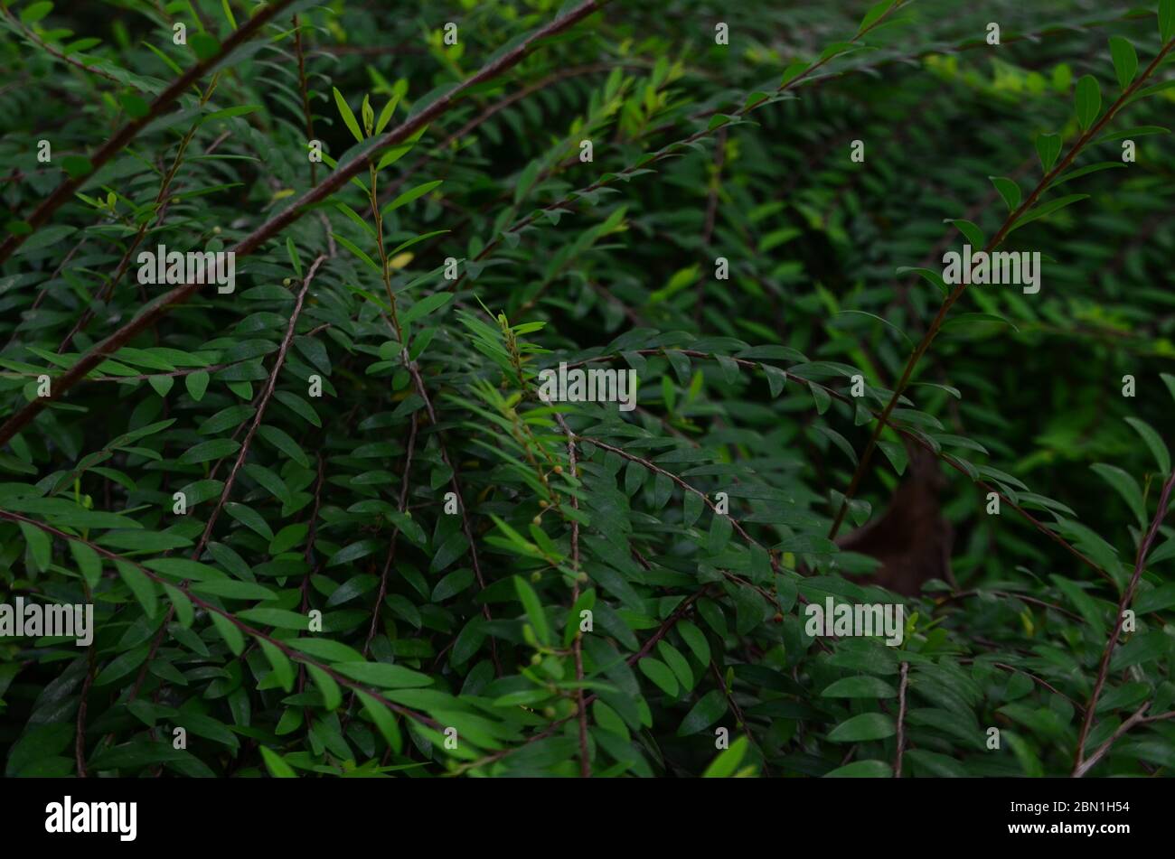 Fresh Green leaf texture. Leaf texture background in the forest Stock ...