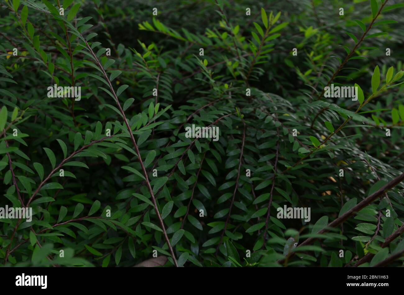 Fresh Green leaf texture. Leaf texture background in the forest Stock ...