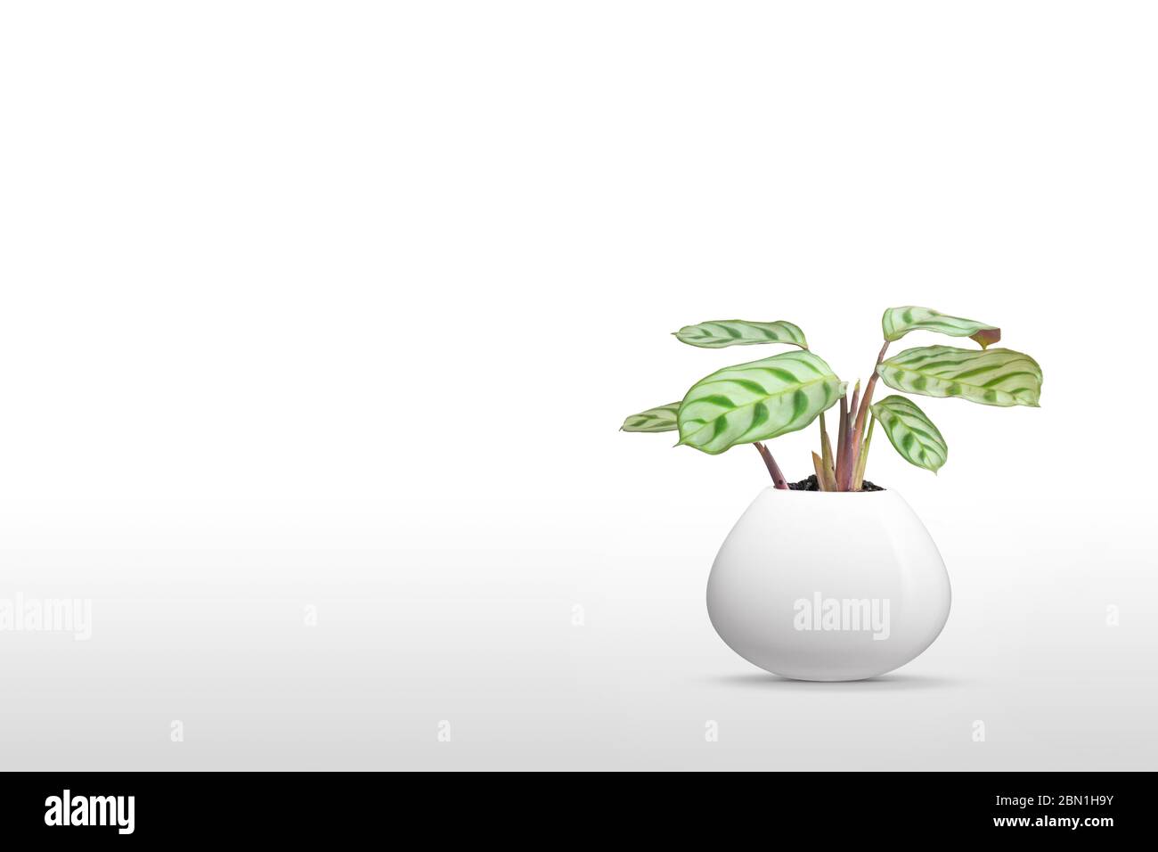 Gorgeous houseplant Maranta in a colorful pot isolated on white ...