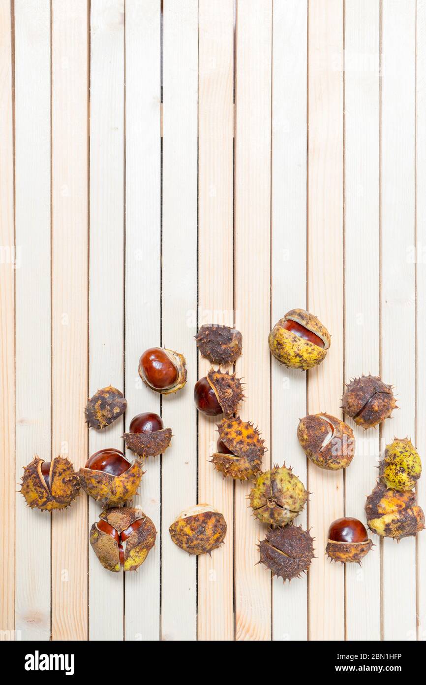 Ripe large chestnut nuts in prickly shell are scattered on light wooden ...