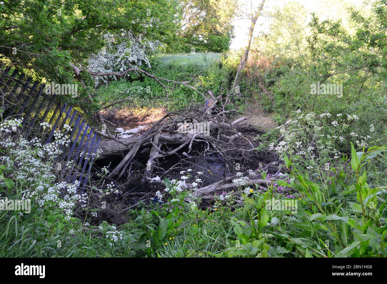 Dead tree collapsed fallen hi-res stock photography and images - Alamy