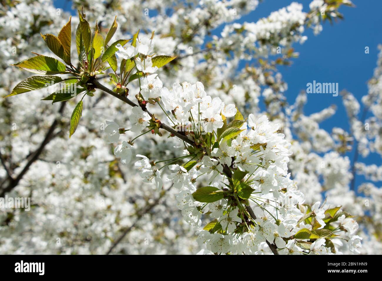 Spring arrives with a flurry of beautiful white blossoms on the cherry ...