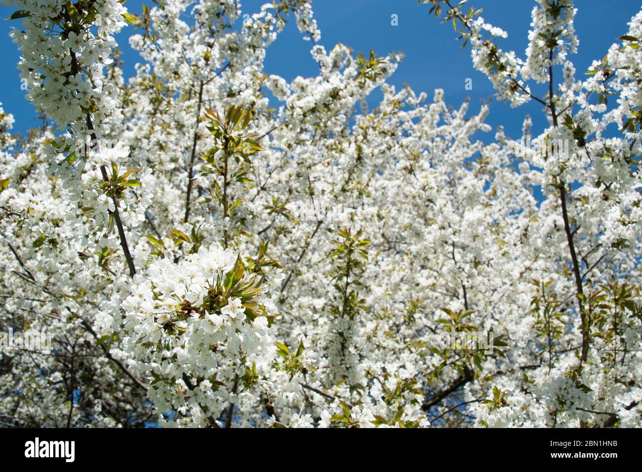 Spring arrives with a flurry of beautiful white blossoms on the cherry ...