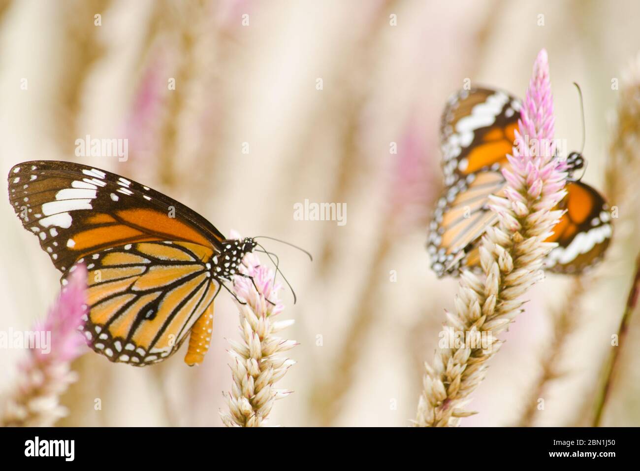 monarch butterfly is a milkweed butterfly in the family Nymphalidae and is flying around pink ...
