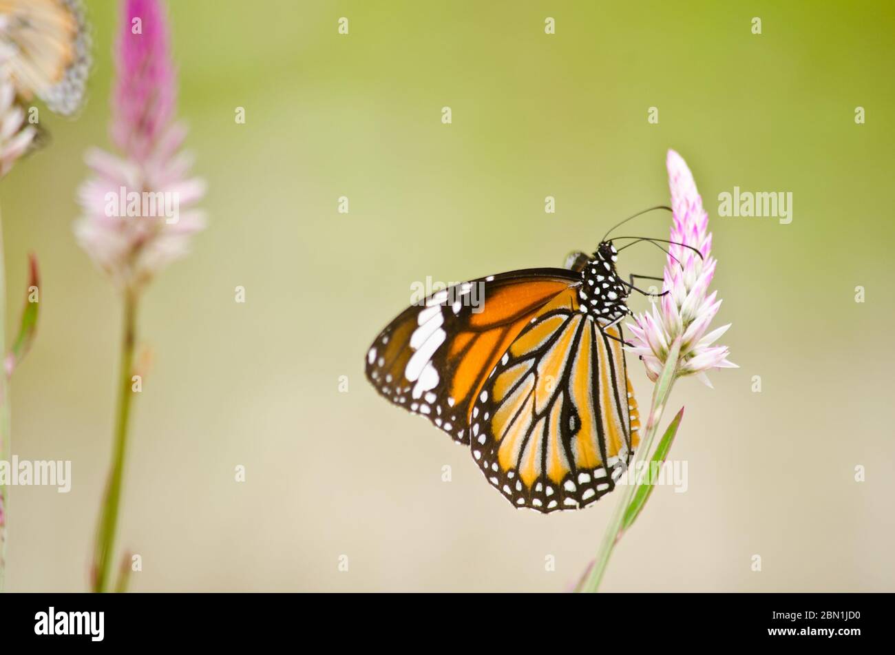 monarch butterfly is a milkweed butterfly in the family Nymphalidae and ...