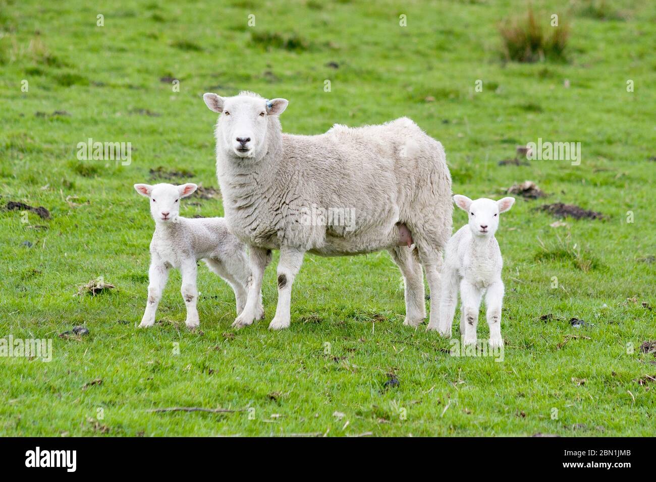 Yorkshire spring lambs hi-res stock photography and images - Alamy