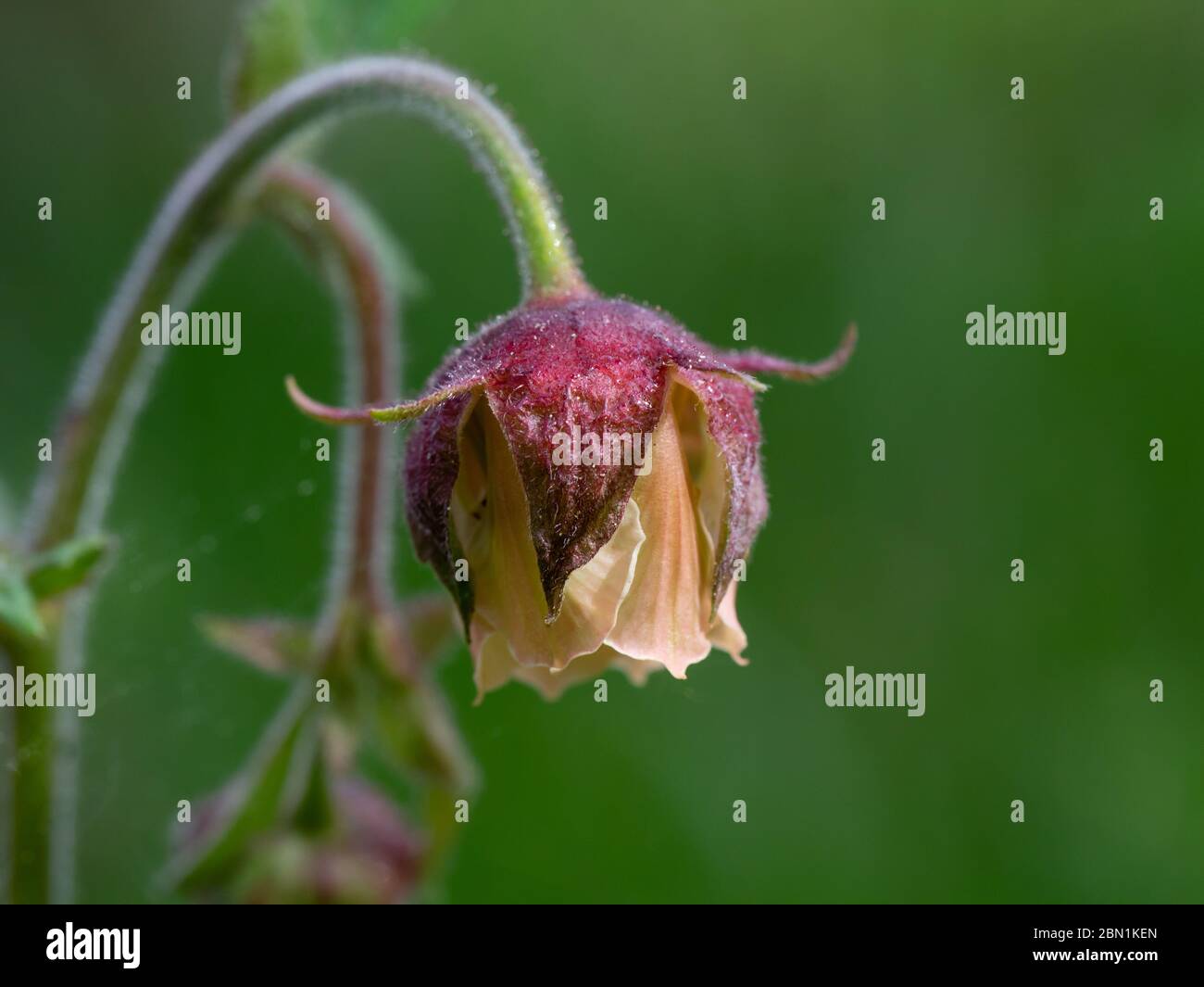 Geum rivale, Water Avens. Wild plant shot spring Stock Photo - Alamy