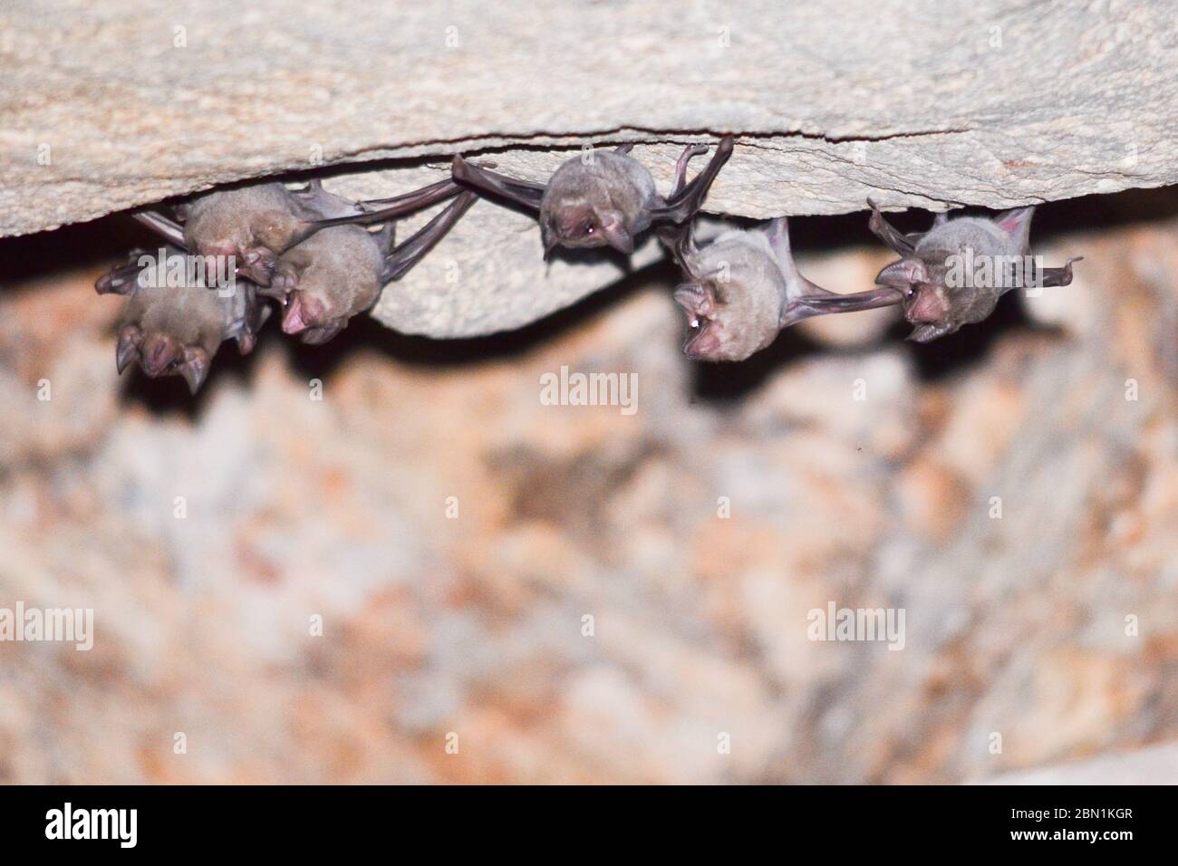 black-bearded tomb bat are sleeping in the cave hanging on the ceiling ...